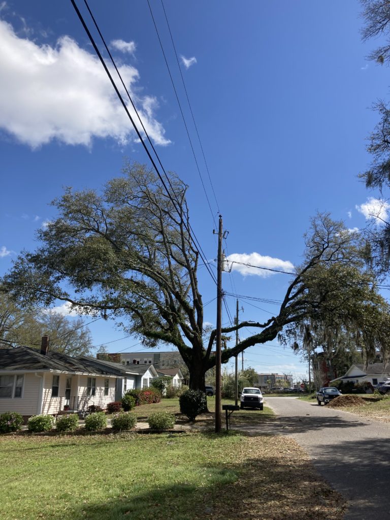 Why Roots and Not Overhead Lines? | AiiNonProfit