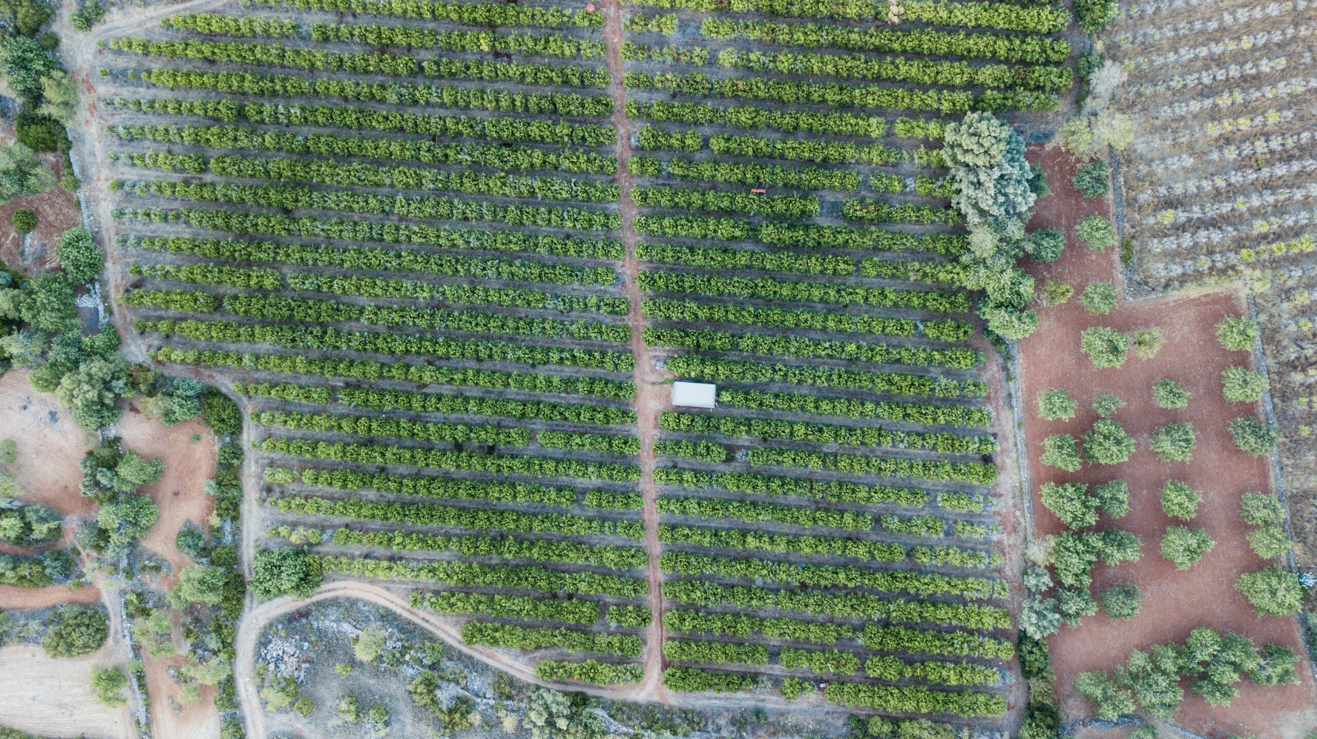 Elevating Innovative Vertical Agriculture | Aii Policy Blog Elevating Innovative Vertical Agriculture | Aii Policy Blog